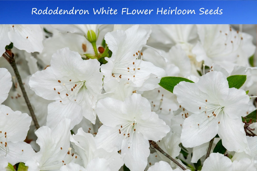 Flower Seeds-white Rhododendron Griffithianum-40 Seeds Zone 7or ...