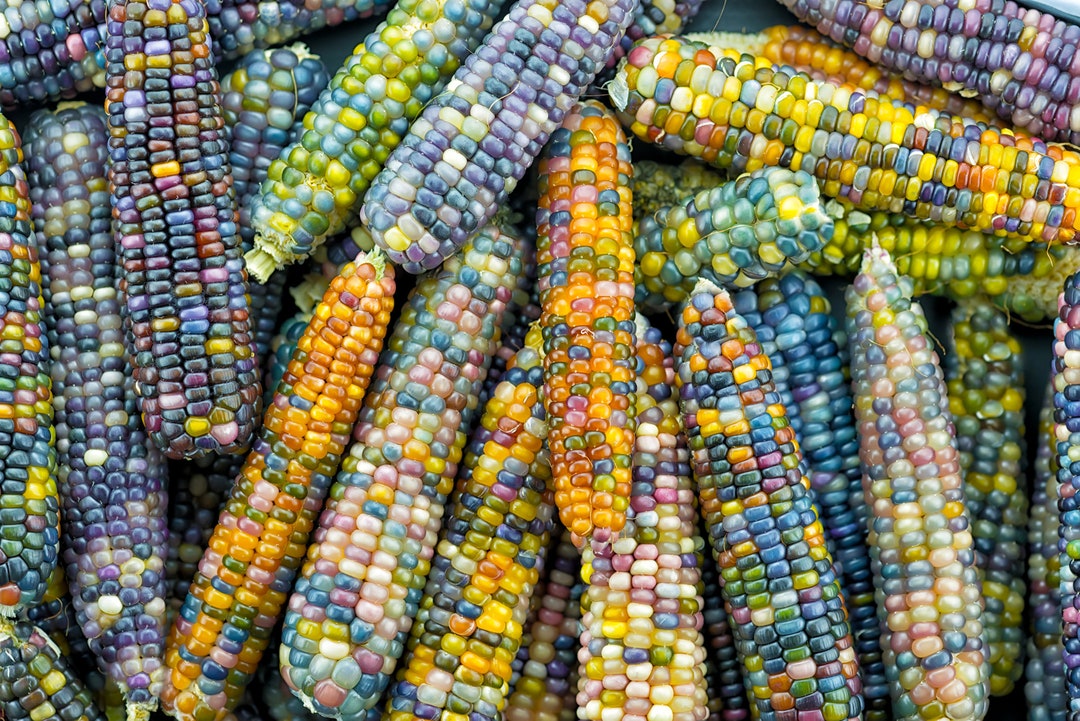 30 Heirloom Corn Seeds Garden Pack - Glass Beads -beautiful Colors ...