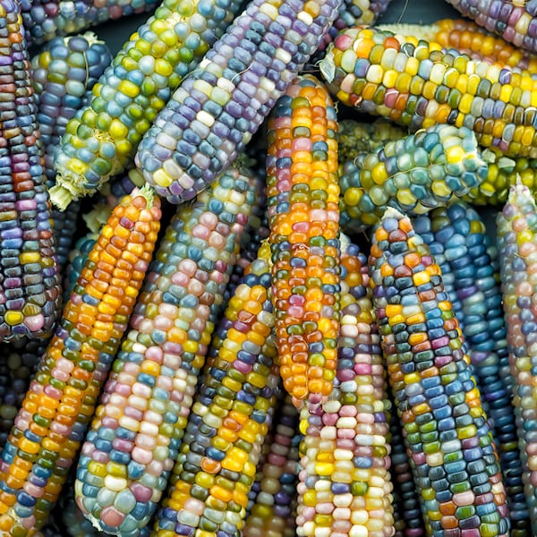 Glass Gem Corn - Etsy