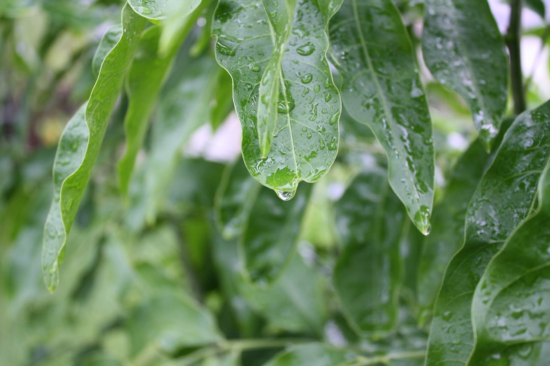 Tropical Seeds soap Nut Ritha Tree 5 Rare Seeds Sapindus Mukorossi - Etsy