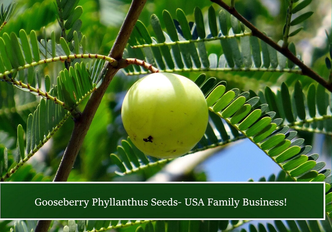 Phyllanthus Indian Gooseberry -10 Seeds - Container Gardening ...