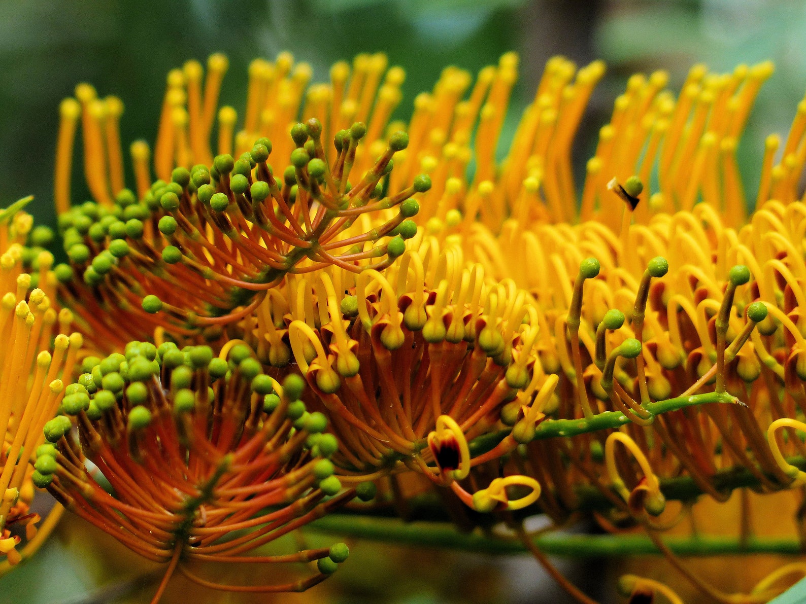 10 Heirloom Tropical Silky Oak Seeds! -tropical or Bonsai Gardening ...