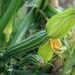 10 Heirloom Vegetable Seeds -italian Striped Zucchini Squash- Save Big ...