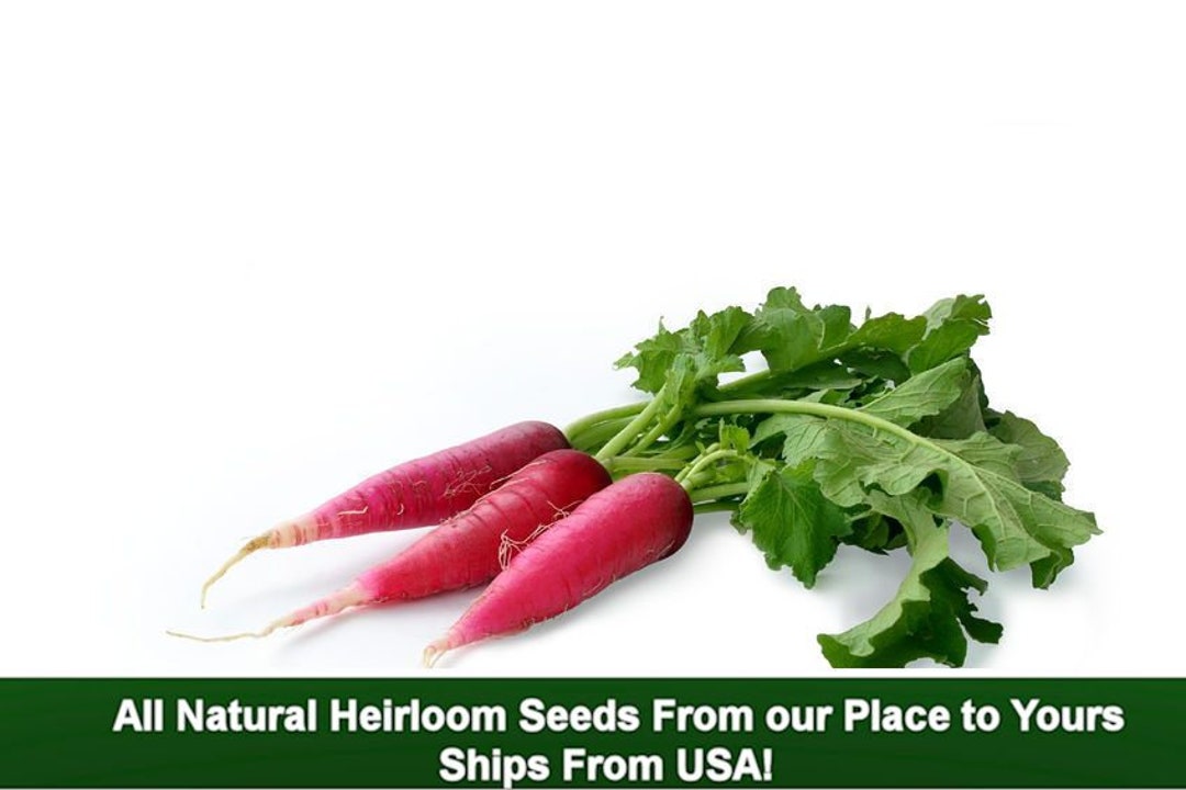 100 All Natural Heirloom Radish Seeds- Red Arrow -grow as Root or ...