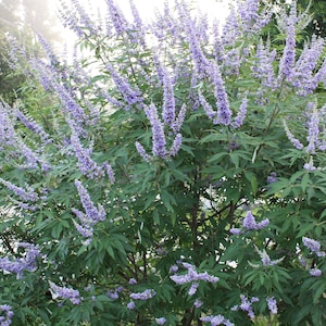 Chaste Tree 30 Seeds purple Flower Plumes Aromatic Attracts Hummingbird ...