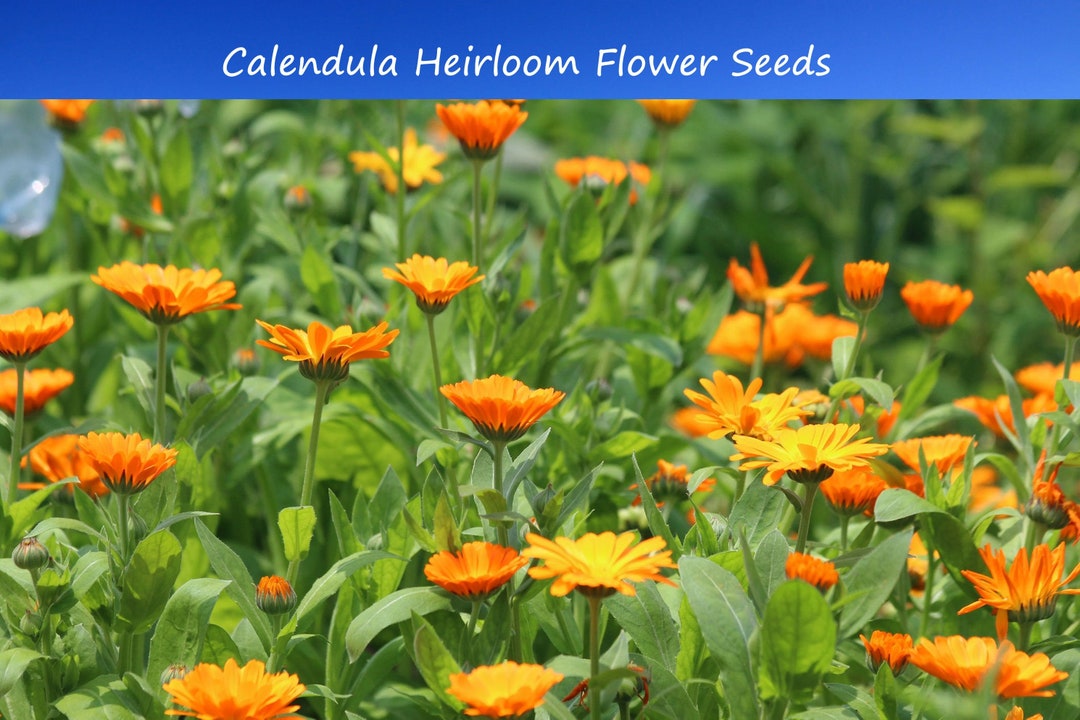 25 Heirloom Flower Seeds - Calendula- Great Potted Annual- Flower ...