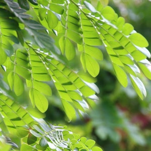 Tropical Seeds white Siris Tree 10 Seeds Albizia or Silk Tree Albizia ...