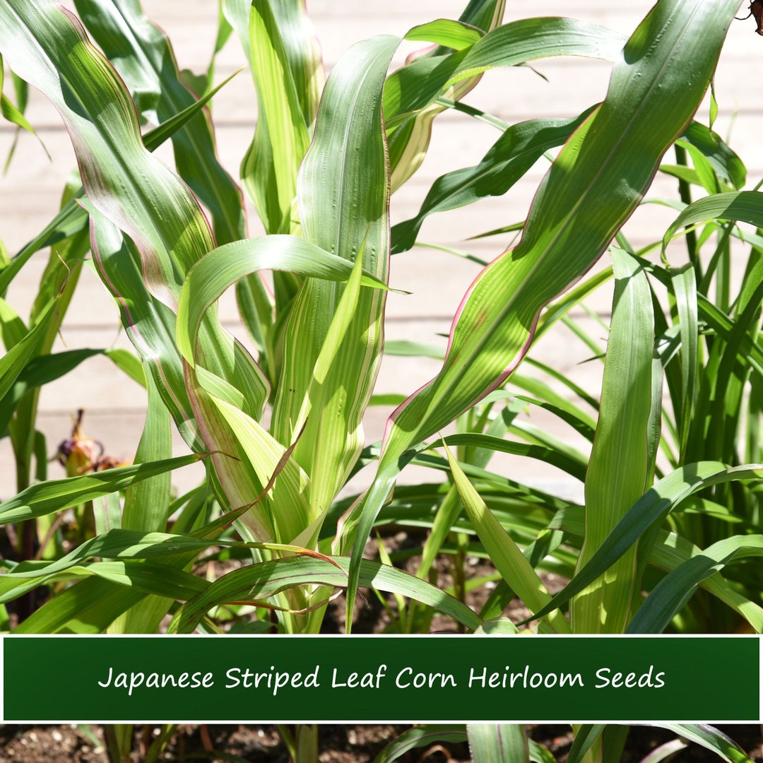 30 All Natural Heirloom Vegetable Seeds- Japanese Striped Leaf Corn ...