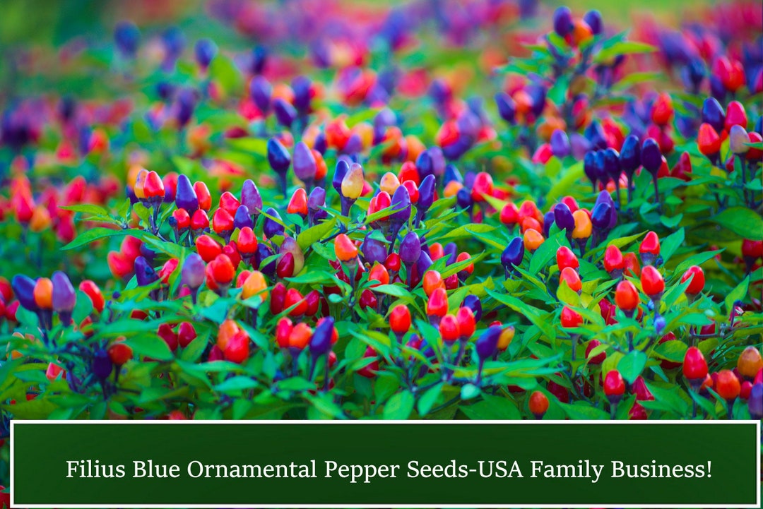 Filius Blue Pepper 10 Seeds Heirloom Rainbow Colorful Fruit save Big on ...