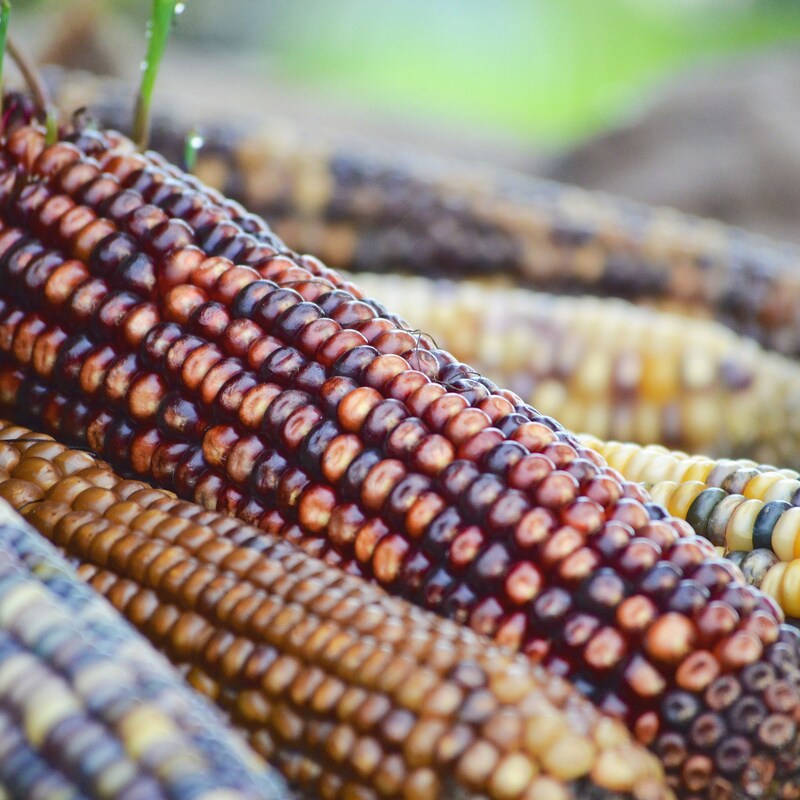 Heirloom Corn - Etsy