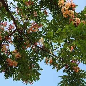 Tropical Seeds-red Shower Tree 10 Seeds cassia Marginata - Etsy