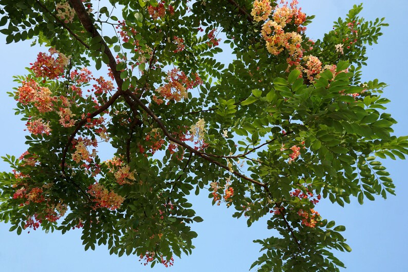 Tropical Seeds-red Shower Tree 10 Seeds cassia Marginata - Etsy