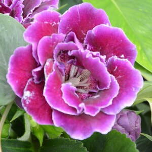 25 Heirloom Tropical Flower Seeds- Gloxinia Color Mix- Sinningia ...