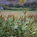5000 Heirloom Japanese Millet Seeds! Forage Crop Ground Cover - All ...