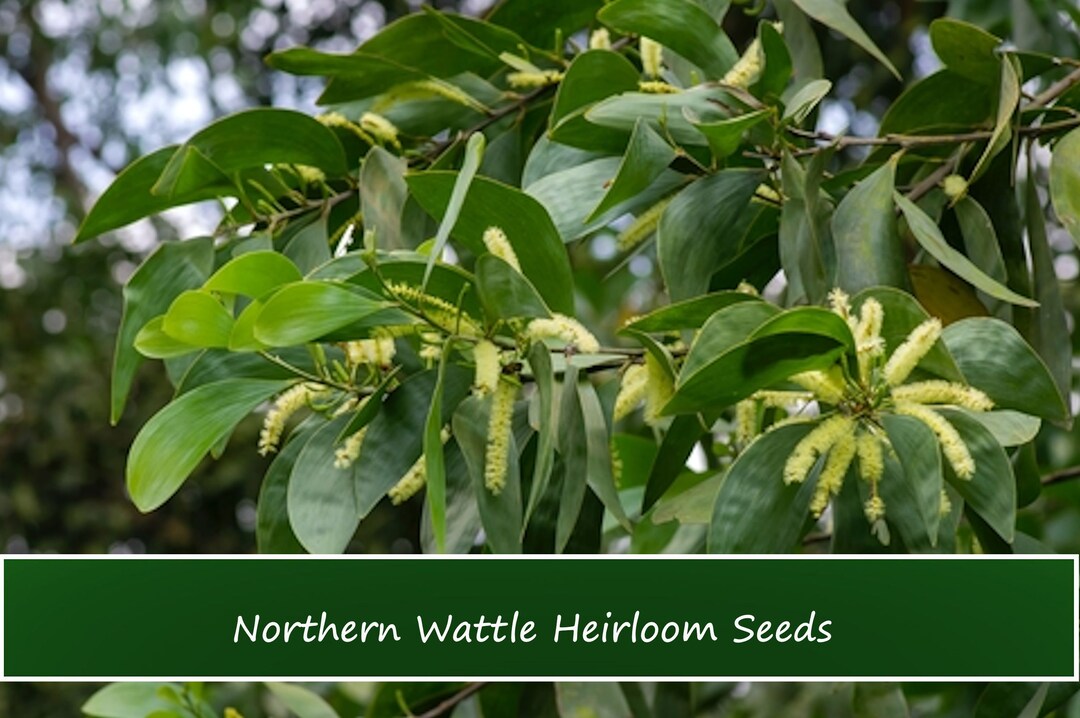 Tropical Seeds Northern Wattle 10 Seeds Thick Pod Salwood Tree Acacia ...