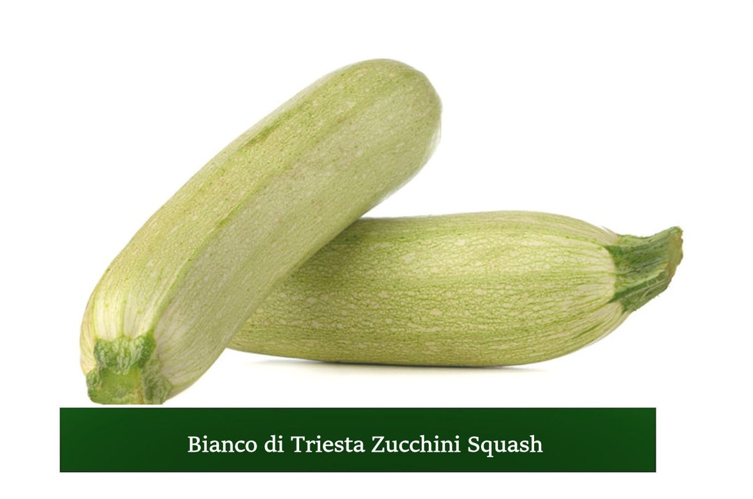 Summer White Zucchini Squash bianco Di Trieste 20 Seeds heirloom ...