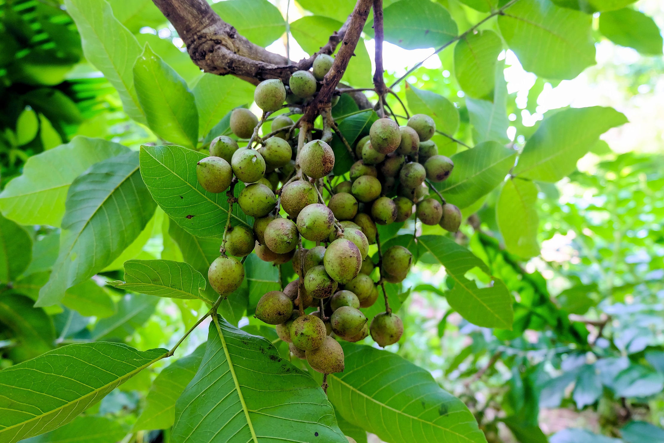 5 Seeds Schleichera oleosa Kusum Tree Ceylon Oak Lac | Etsy