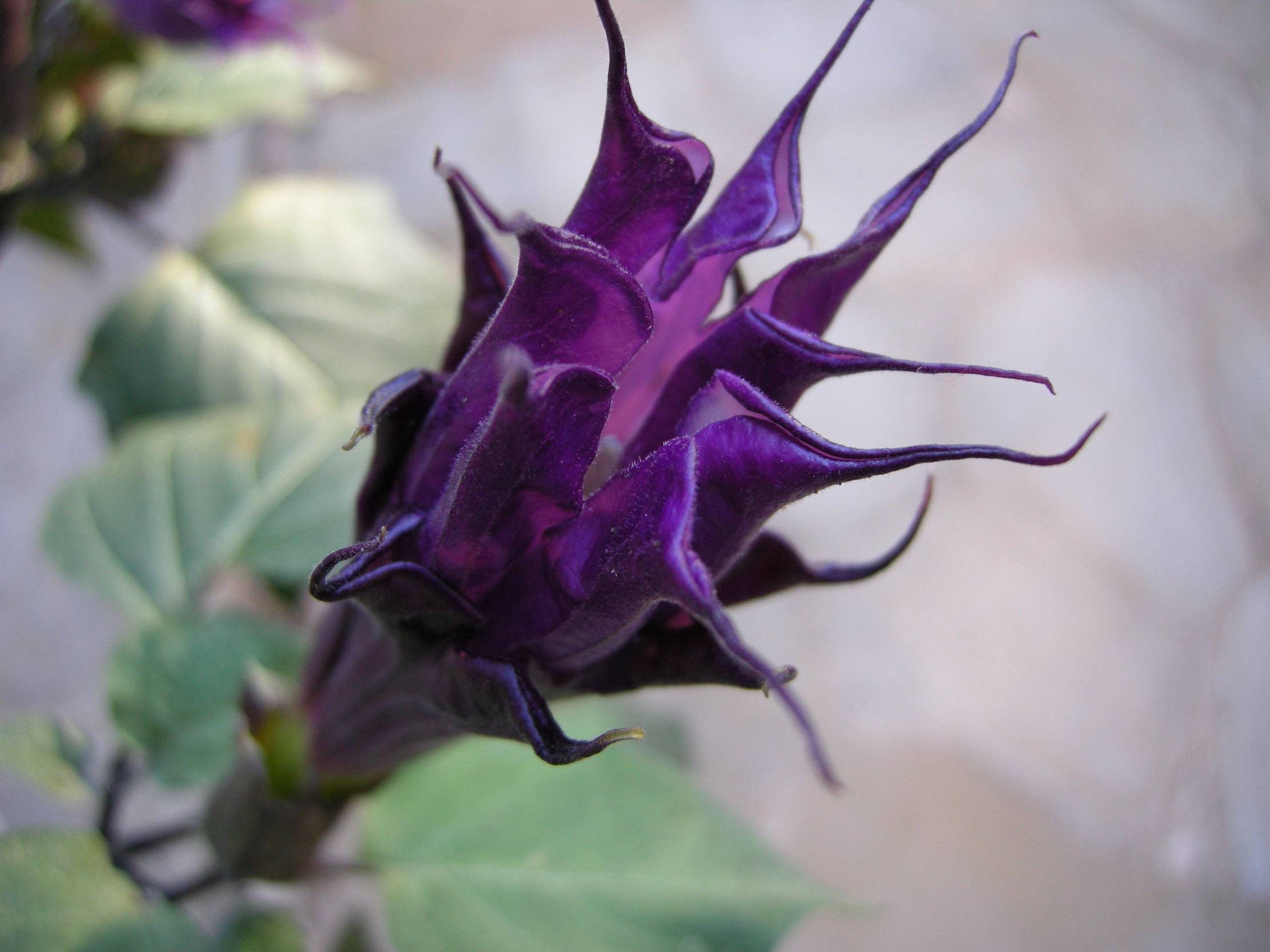 Purple Moon Flower