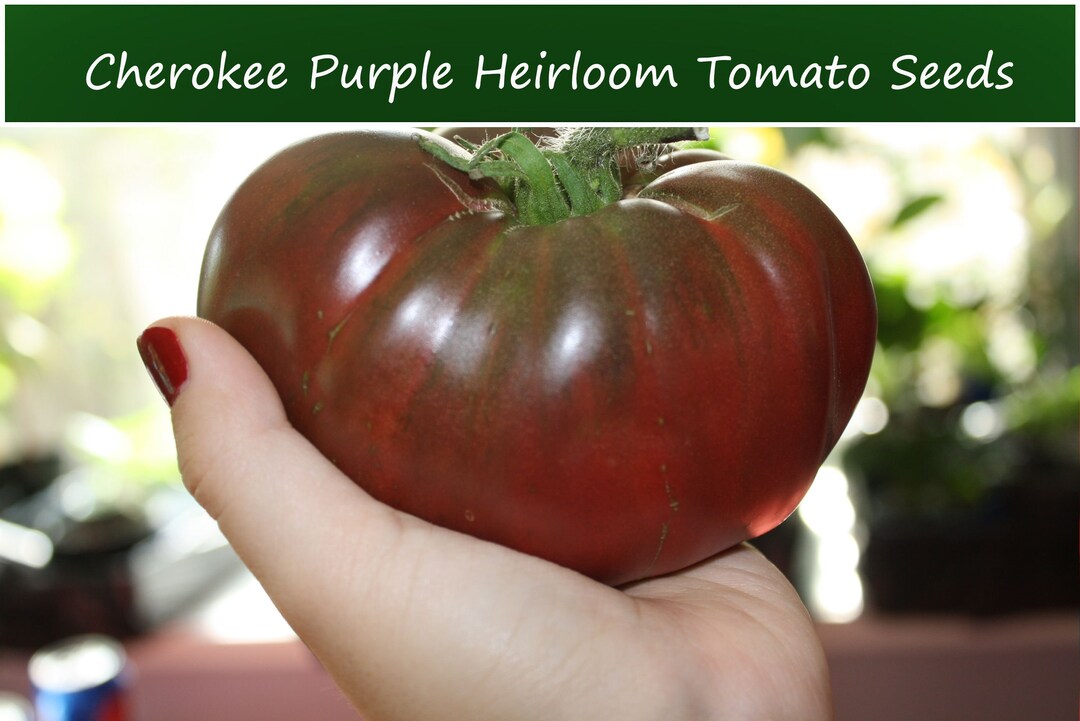 20 Heirloom Cherokee Purple Tomato Seeds! Beefsteak Type -beautiful ...