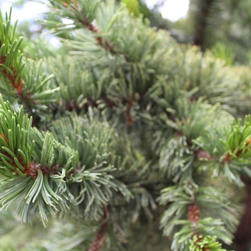 Dragon Spruce Tree Seeds picea Asperata 25seeds | Etsy