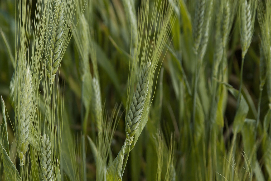 50 Organic Emmer Farro Seeds! Ancient Heirloom Wheat Grain - Container ...