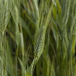 Organic Emmer Farro- 50 Seeds -starter Pack -ancient Heirloom Wheat ...