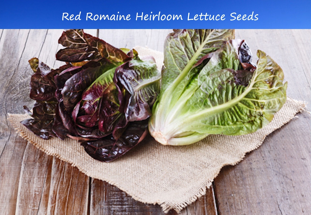 Lettuce SEEDS Red Romaine Lettuce 250 Heirloom Seeds romaine Type - Etsy
