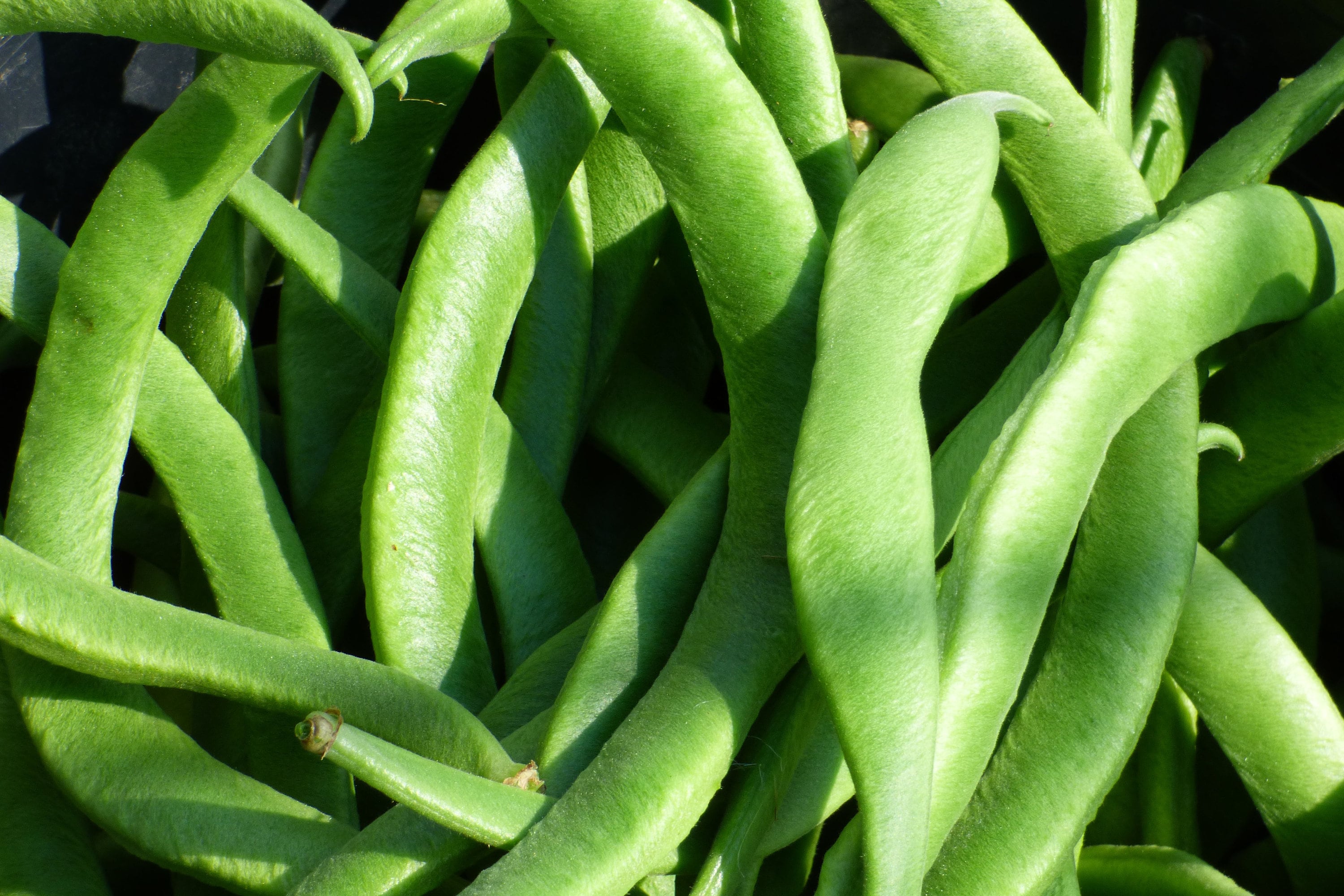 25 Heirloom All Natural White Half Runner Green Bean Seeds - Etsy