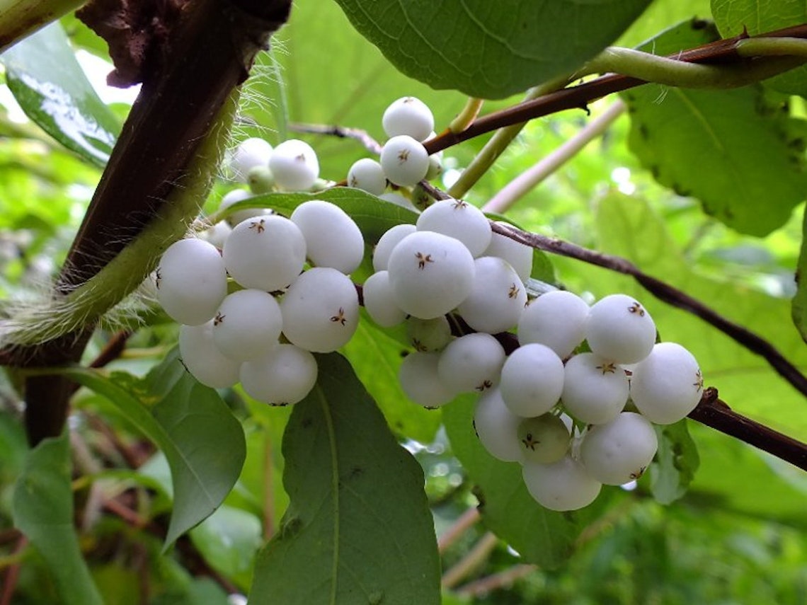 20 Heirloom Tropical Seeds -indian Snowberry- Flueggea / Securinega ...