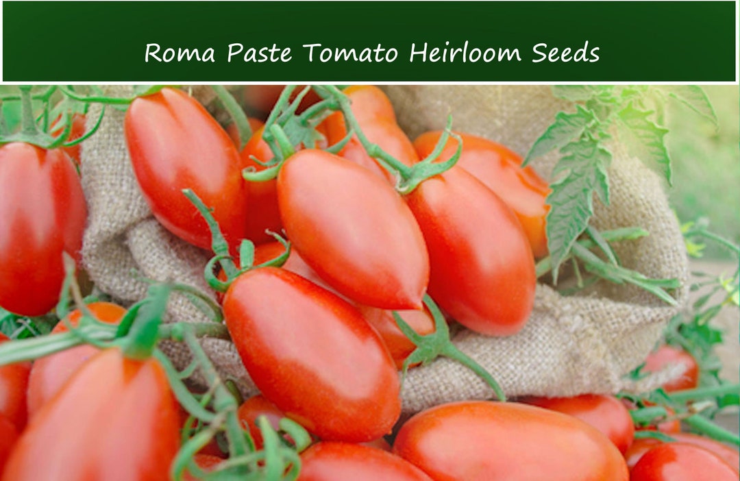 Tomato Seeds-roma Paste Heirloom Tomato 20 Seeds sauce-freezingsuper ...