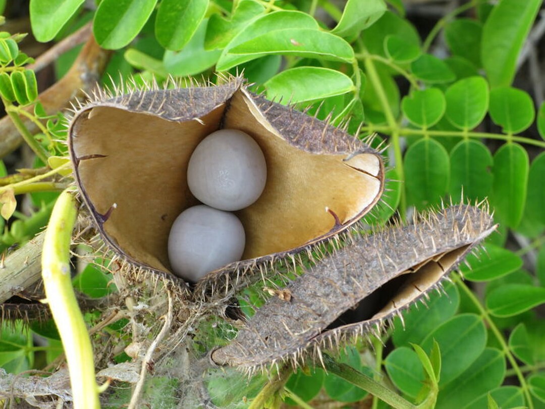 Tropical Seeds - Caesalpinia Bonduc- 3 Big Seeds -sea Pearl Plant- Rare ...