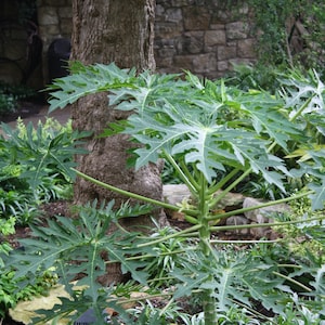 Papaya Tree 20 Heirloom Seeds -carica Papaya - Perfect for Container ...