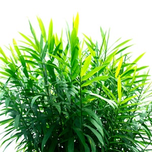 10 Bengal Ginger Seeds- Container Tropical or Standard Gardening ...