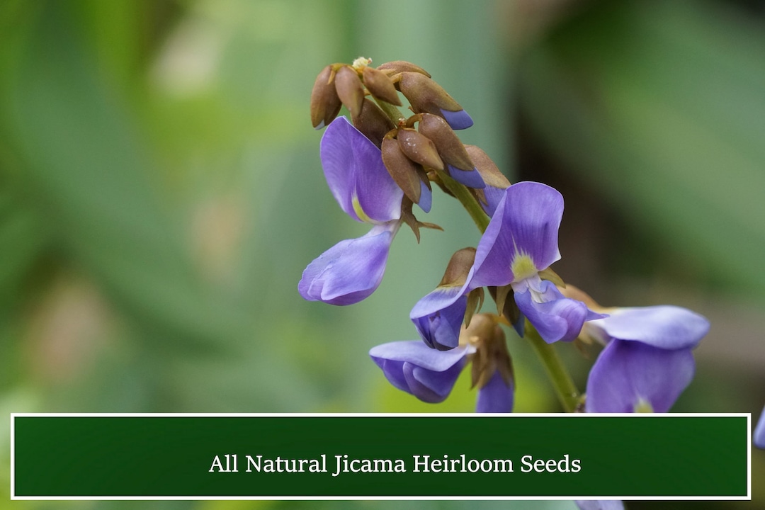 10 Heirloom Jicama SEEDS! -all Natural- Use Like a Potato -pachyrhizus ...