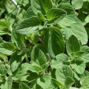 100 Heirloom Herb Seeds - Oregano Vulgare- -indoors or Out- Save Big on ...