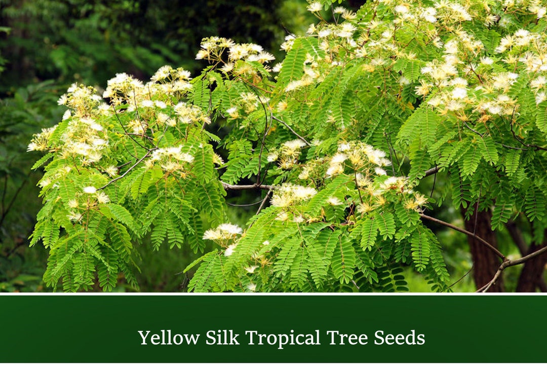 Yellow Silk Tropical Tree 10 Seeds Albizia Guachapele - Etsy