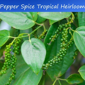 Tropical Seeds - Black Pepepr Spice- Piper Nigrum -20 Seeds - See ...