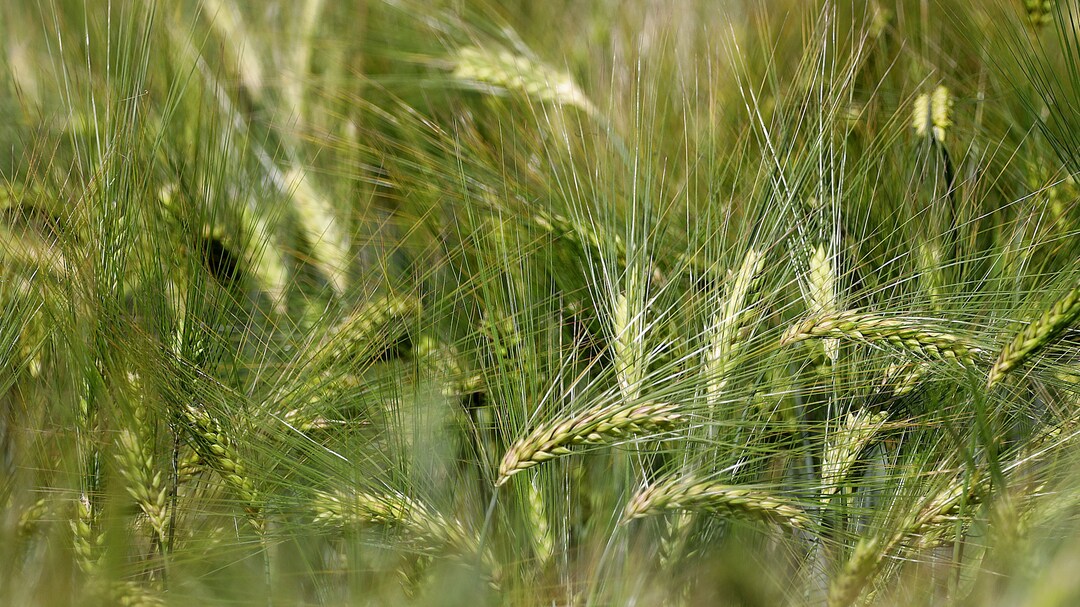 50 Full Pint Malting Barley Grain Seeds! All Zones-container Grow or ...
