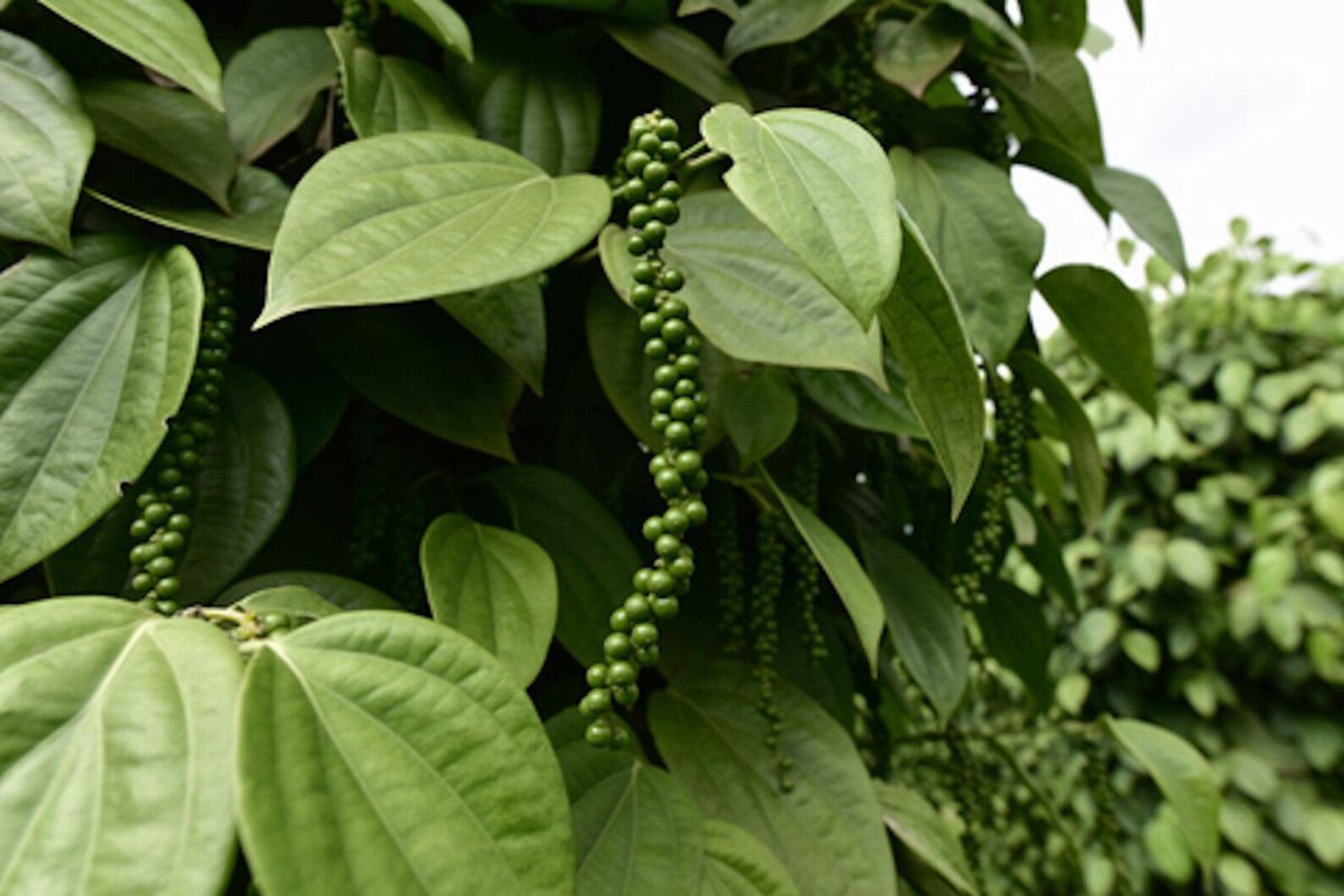 Tropical Seeds Black Pepepr Spice Piper Nigrum 20 Seeds - Etsy