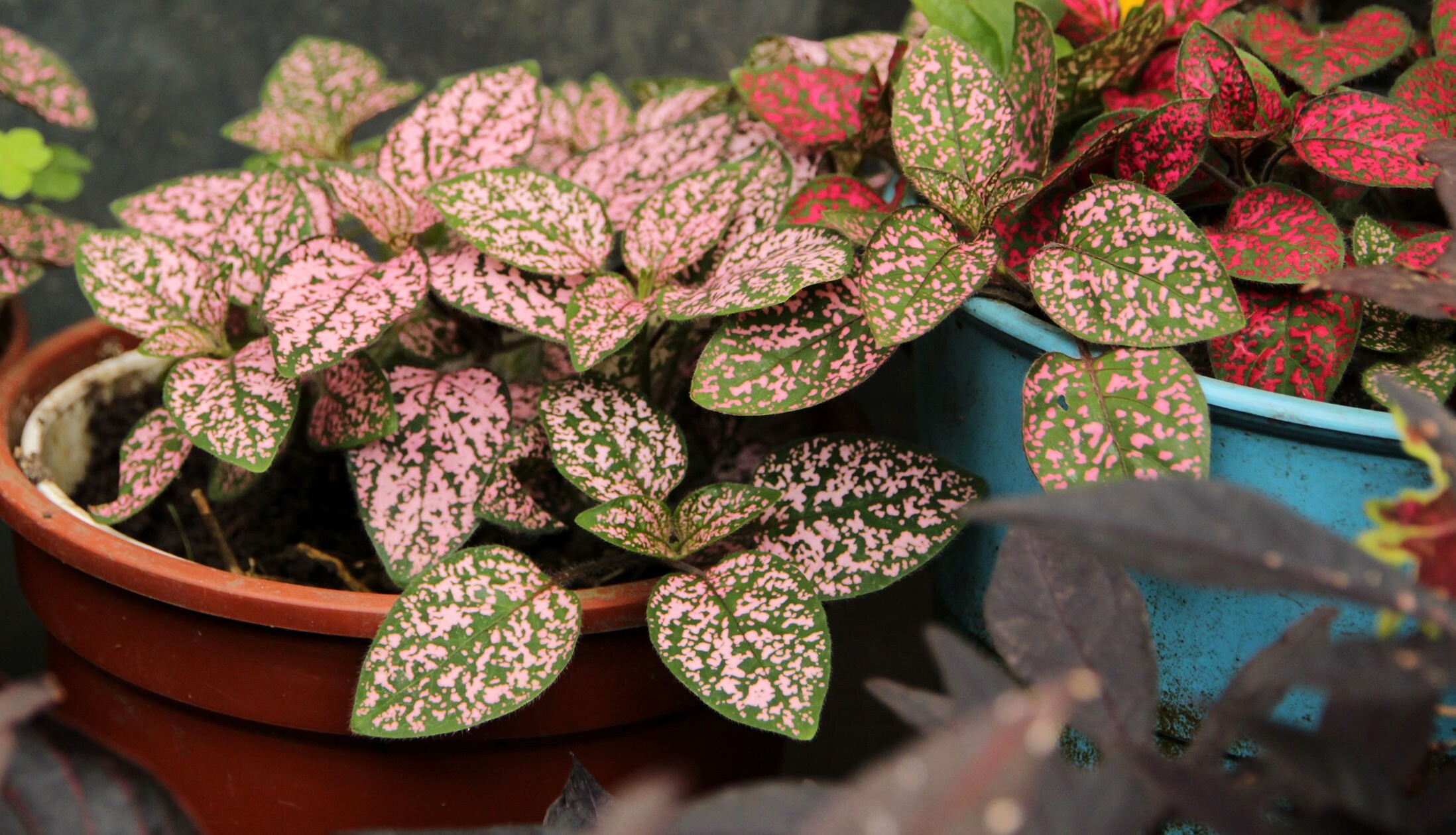 How To Propagate Pink Polka Dot Plant When Its A Little Fuller With How To Propagate Pink Polka Dot Plant When Its A Little Fuller With