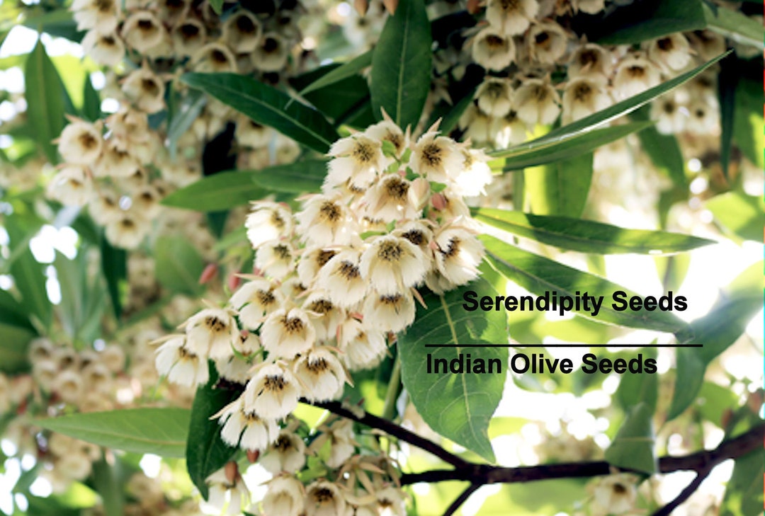 Tropical Seeds -indian Olive Tree-3 Seeds /stones - Elaeocarpus ...
