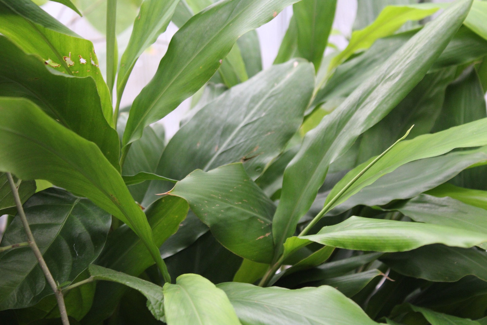 20 Tropical True Cardamom Seeds- Elettaria Cardamomum - Etsy