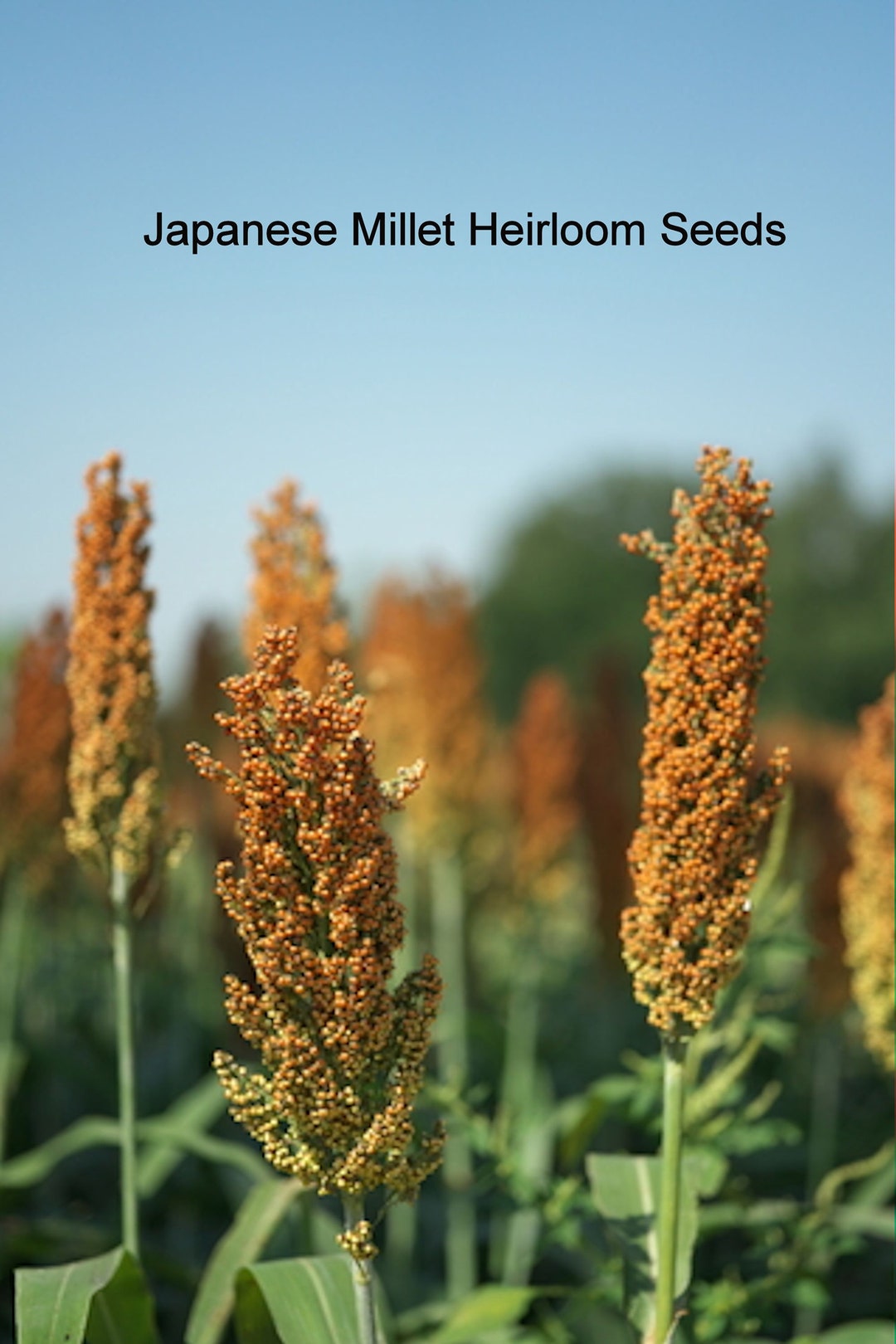 5000 Heirloom Japanese Millet Seeds! Forage Crop Ground Cover - All ...
