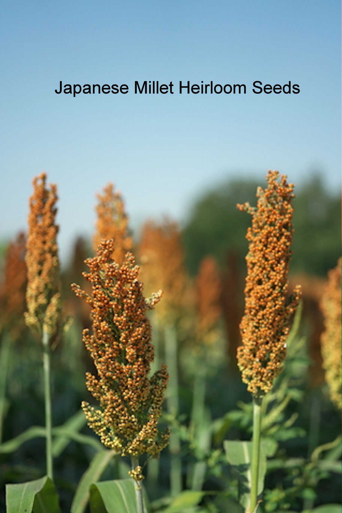 5000 Heirloom Japanese Millet Seeds! Forage Crop Ground Cover - All ...