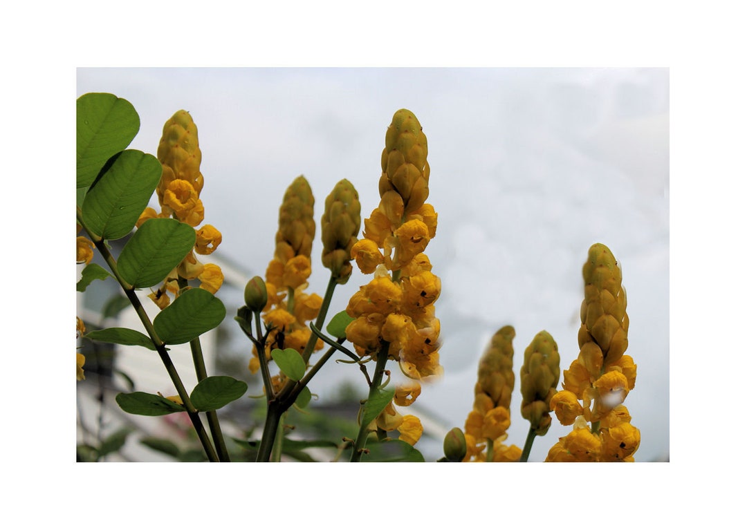 Golden Lantern Plant -10 Heirloom Seeds -tropical - - Great Container ...