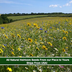 Serendipity's Western Garden Wildflower Mix 500 Seeds Mix Lots of Color ...