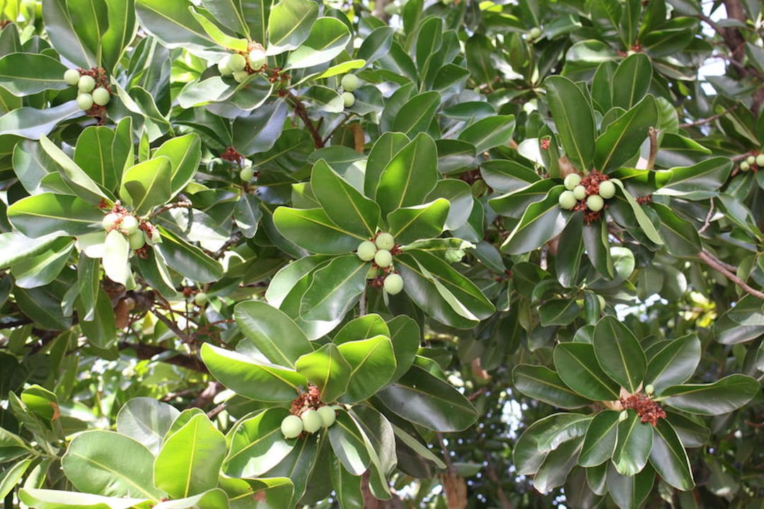 5 Macadamia Nut Tree SEEDS! Macadamia Integrifolia -container or ...