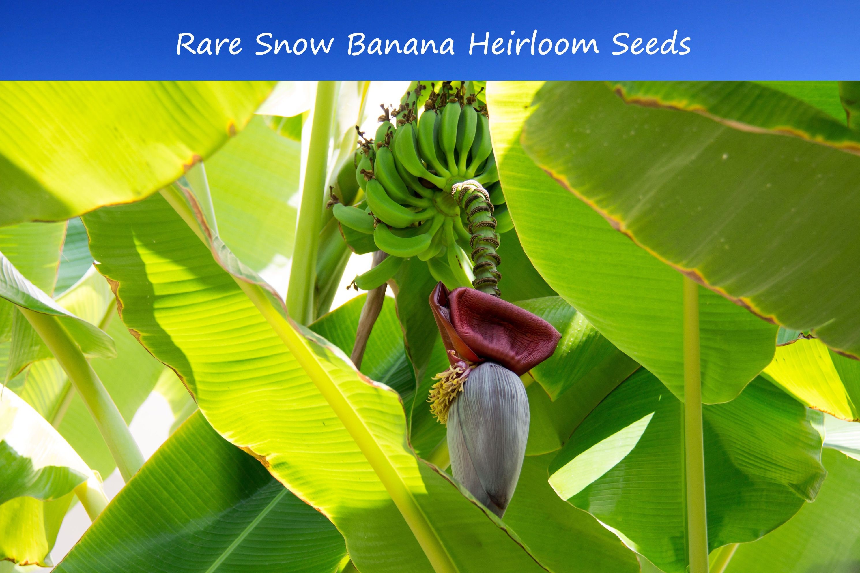 Banana Tree Seeds