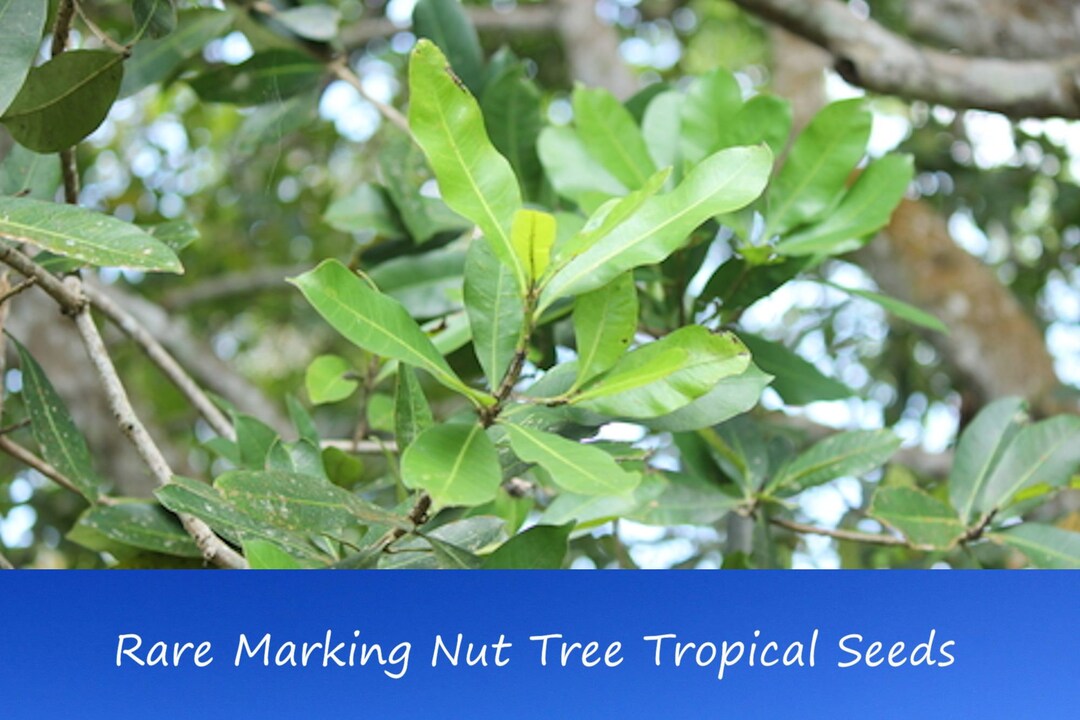 Tropical Seeds - Marking Nut Tree - 5 Seeds --semecarpus Anacardium ...