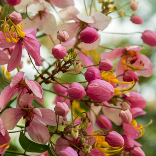 Thai Crape Myrtle Tree Seeds lagerstroemia Floribunda | Etsy